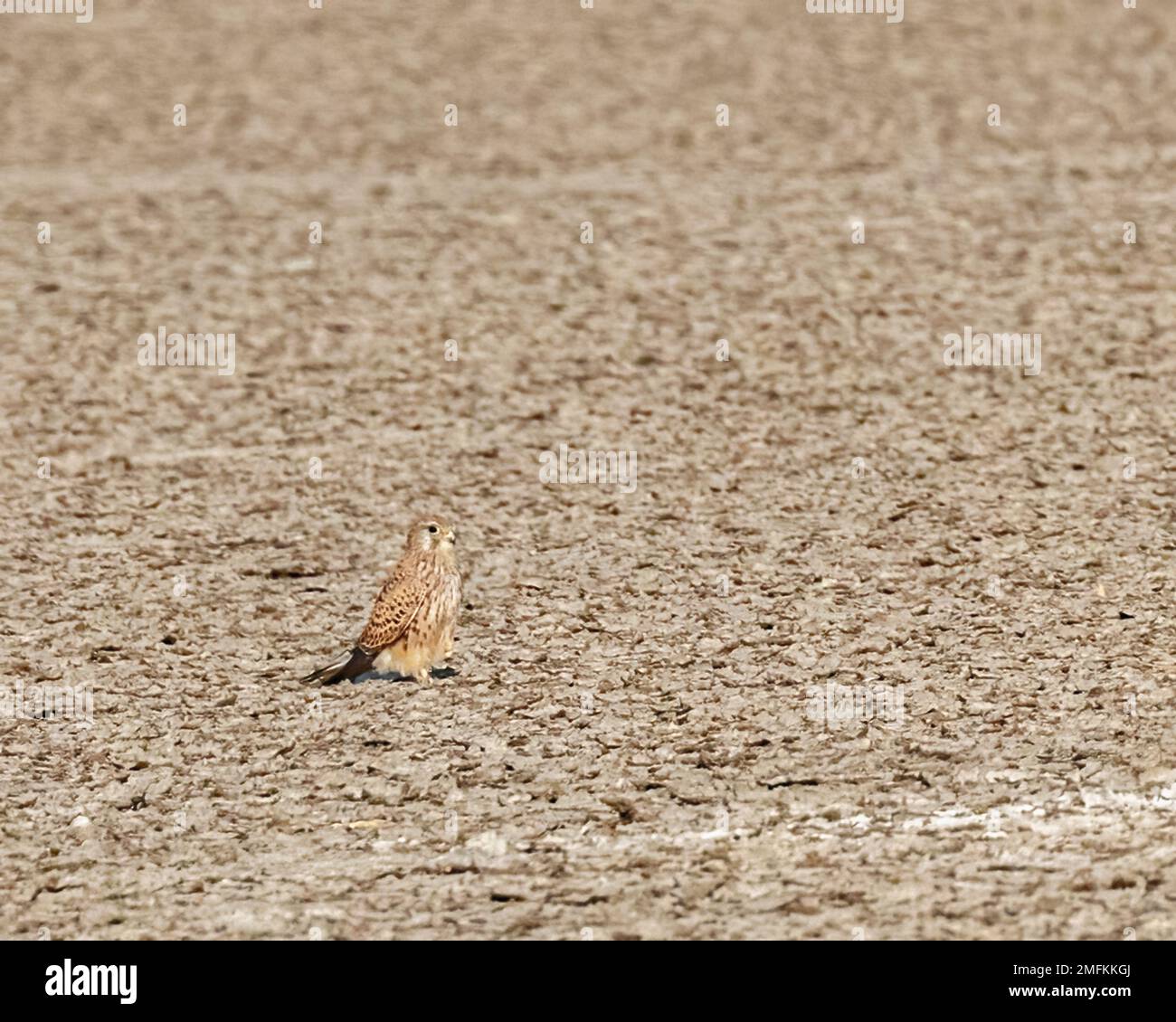 A Common kestrel perching on ground Stock Photo - Alamy