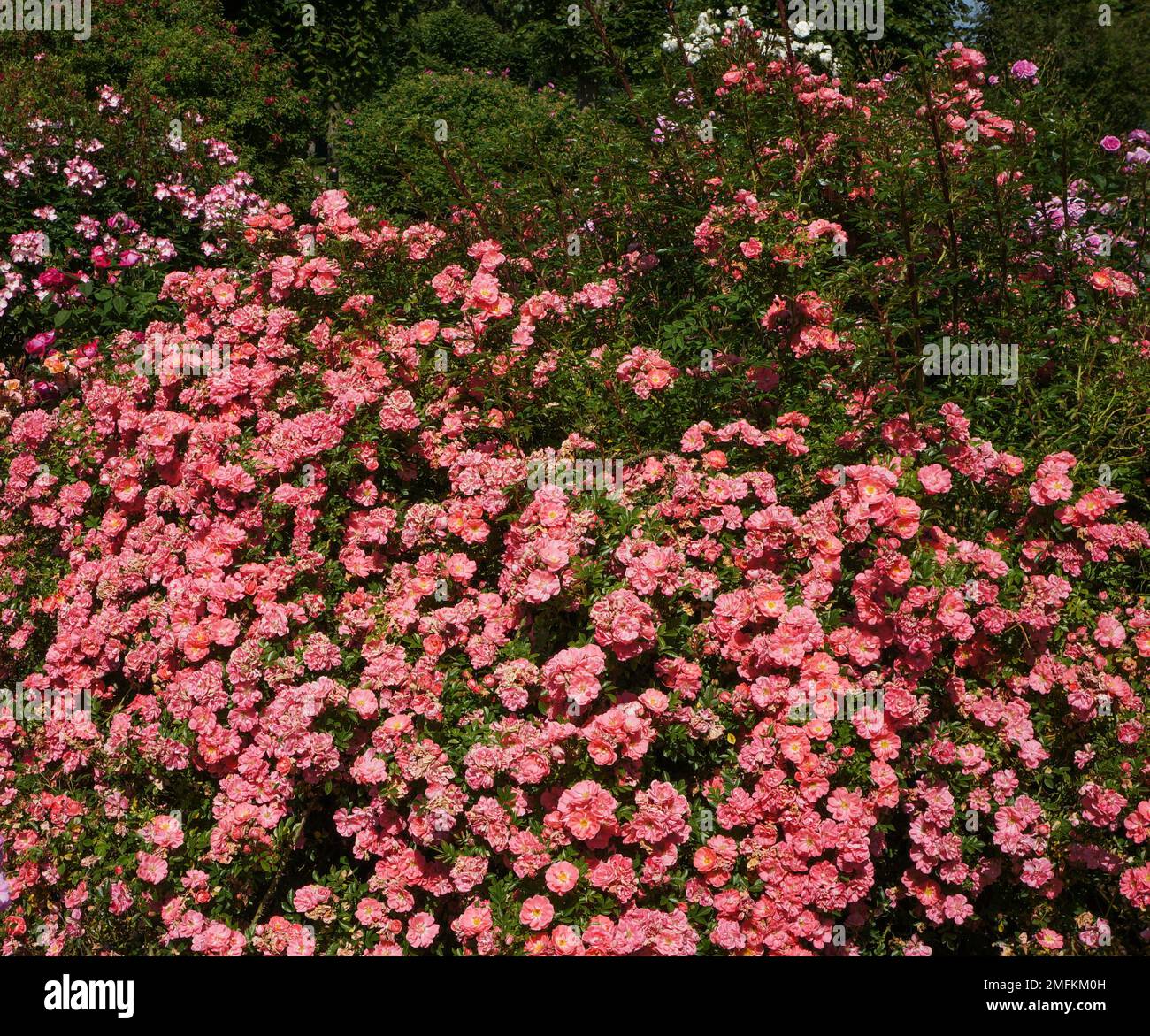 Pink ferdy hi-res stock photography and images - Alamy
