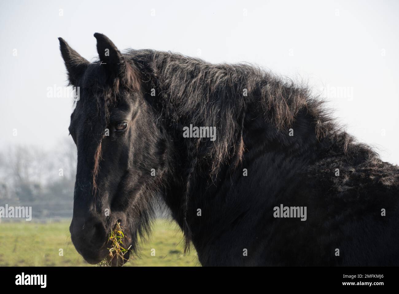 Friesian horses head shot Stock Photo - Alamy
