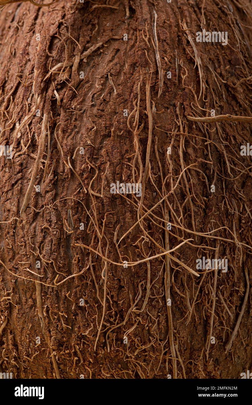Coconut photo as texture. Close-up photo Stock Photo - Alamy
