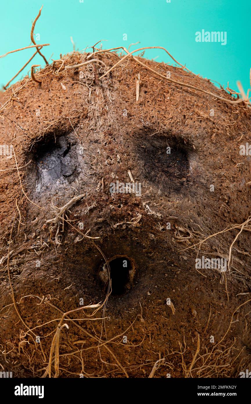 Coconut photo as texture. Close-up photo Stock Photo - Alamy