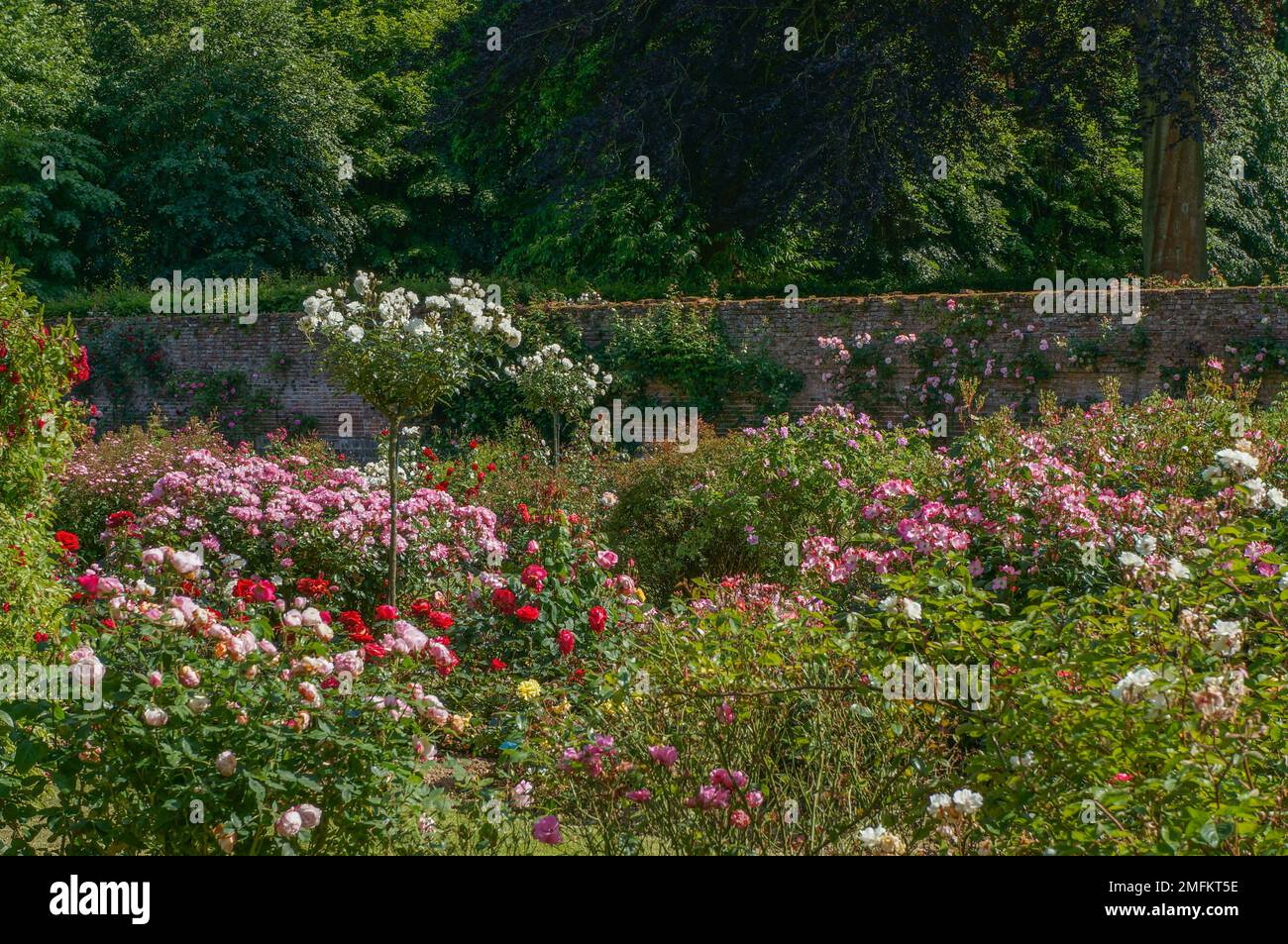 Standard rose garden hi-res stock photography and images - Alamy