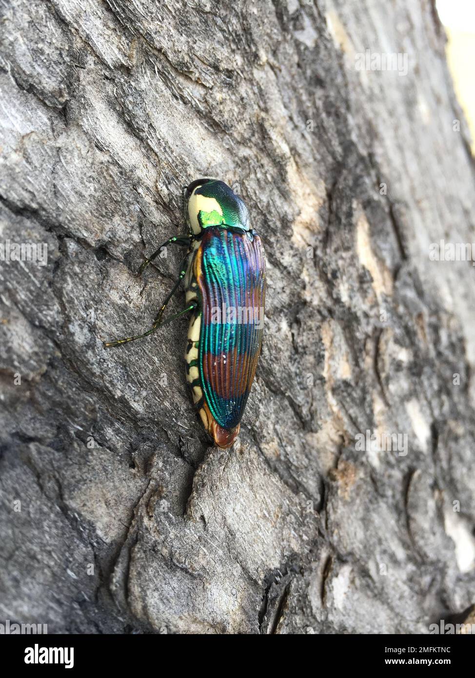 A closeup shot of a rainbow beetle on a wooden texture Stock Photo - Alamy