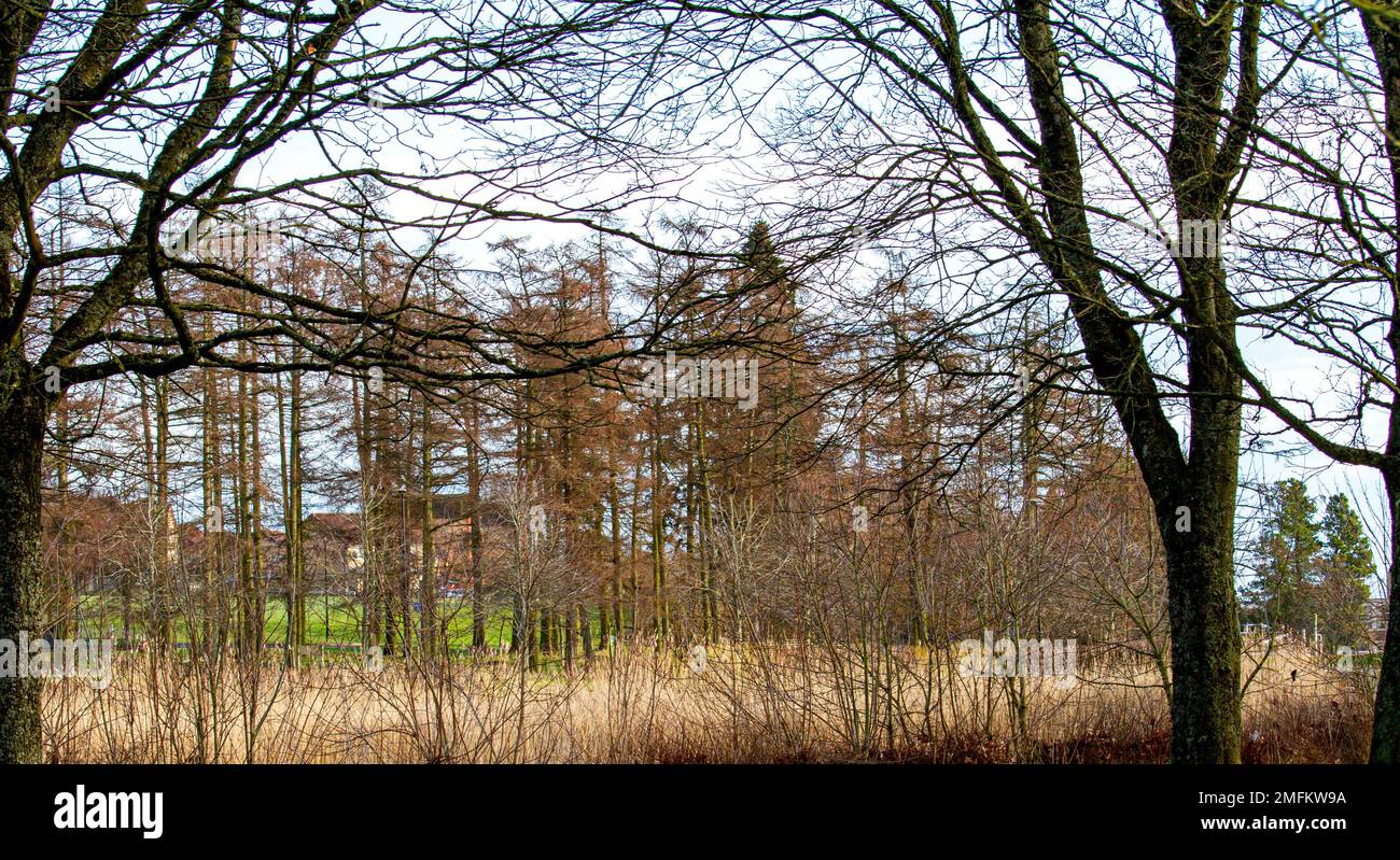 Mild january sunshine in dundee hi-res stock photography and images - Alamy