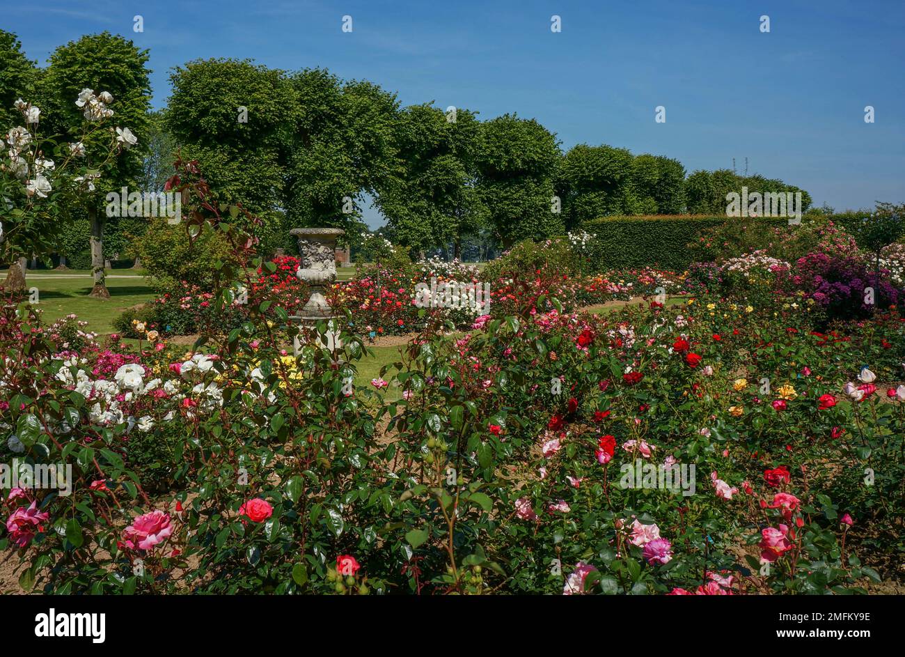 French rose garden Stock Photo - Alamy