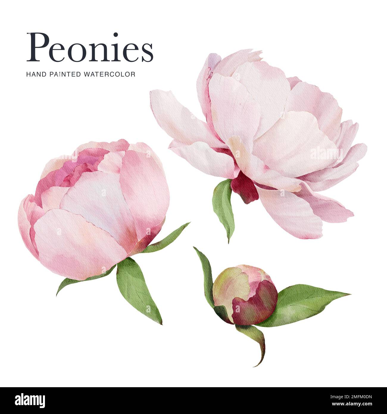 Watercolor peonies set. Hand drawn pink peonies on white background ...