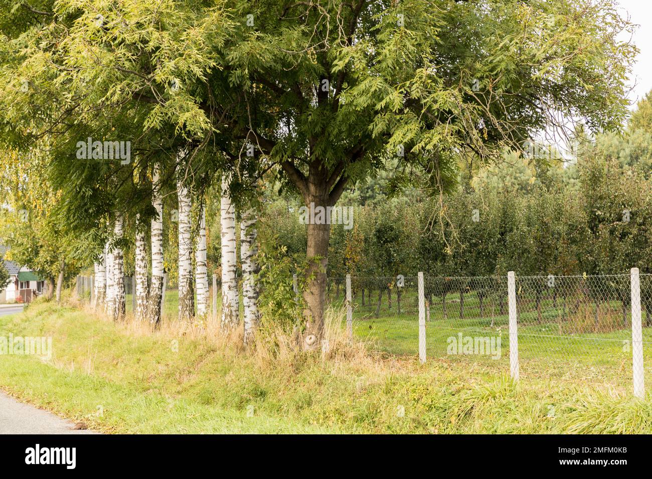 Row of trees at roadside hi-res stock photography and images - Alamy