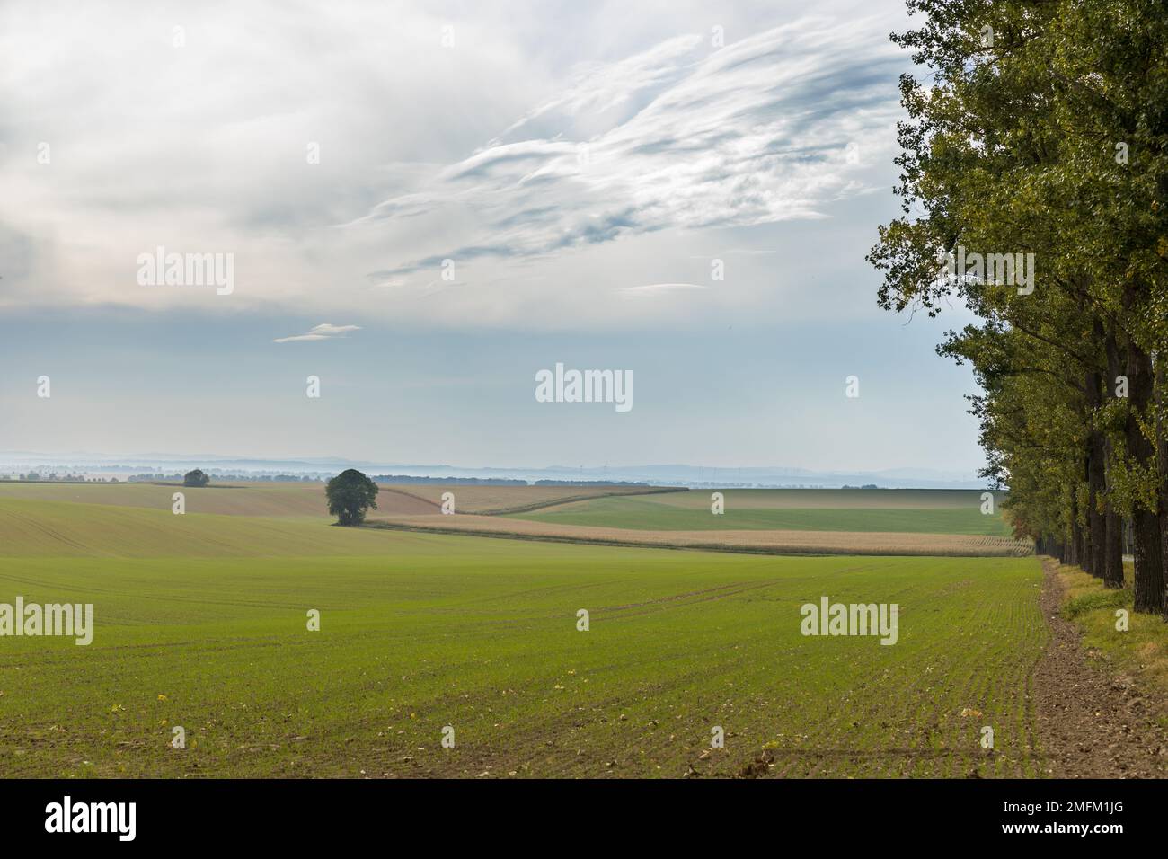 A single tree in the distance, against a field of winter wheat. Green ...