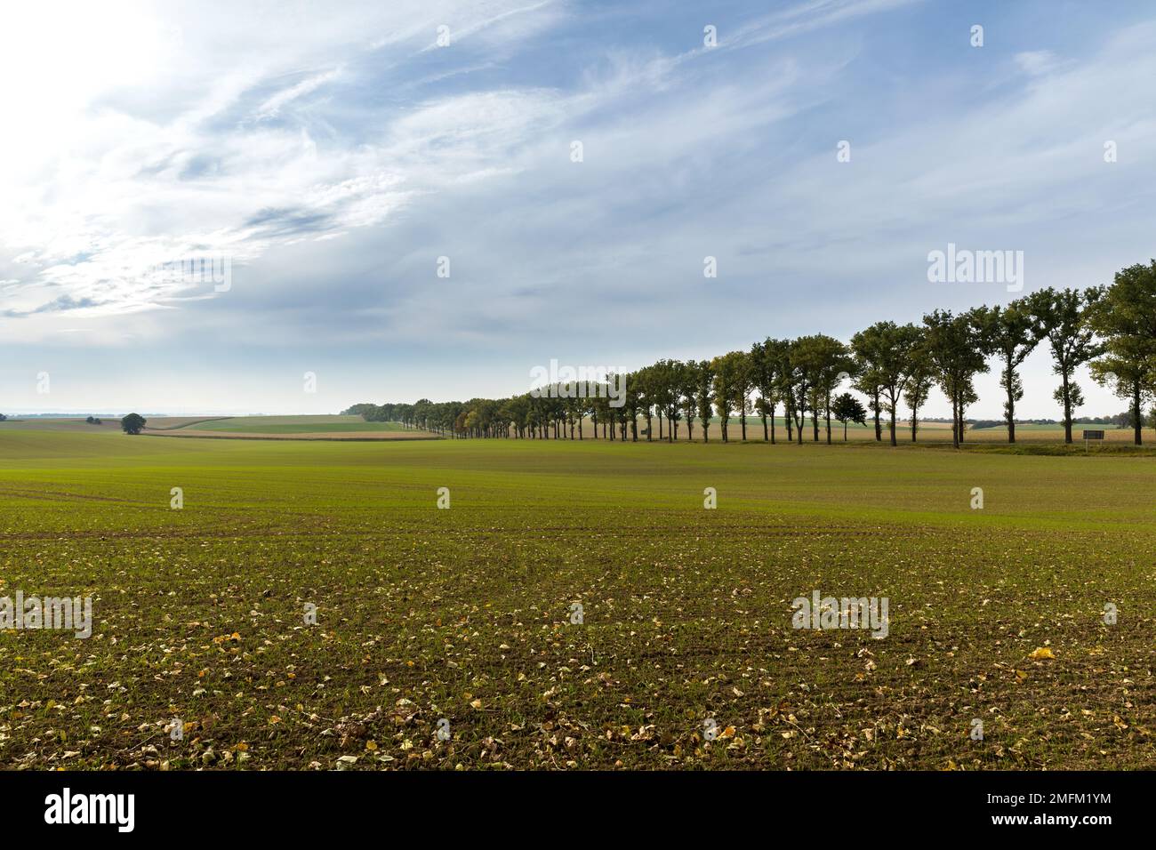 Green field of winter wheat, tall trees growing in a row Stock Photo ...