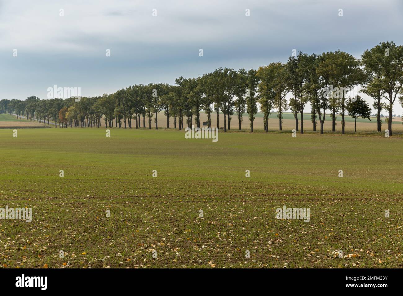 Green field of winter wheat, tall trees growing in a row Stock Photo ...