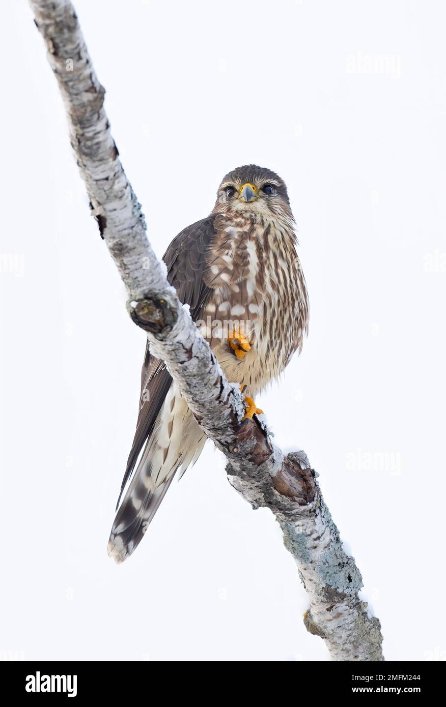 Merlin (Falco columbarius) a small falcon isolated on white background ...