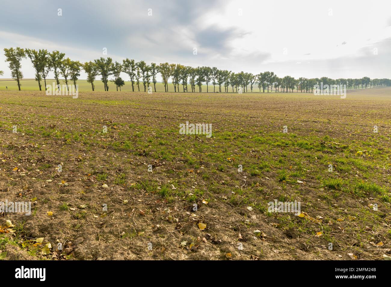 Green field of winter wheat, tall trees growing in a row Stock Photo ...