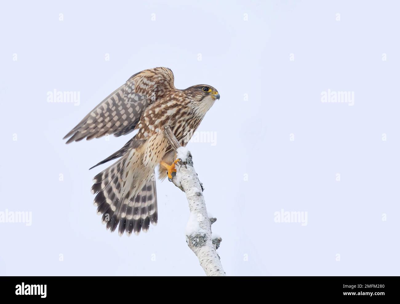 Merlin is a small falcon isolated on blue background landing on a ...