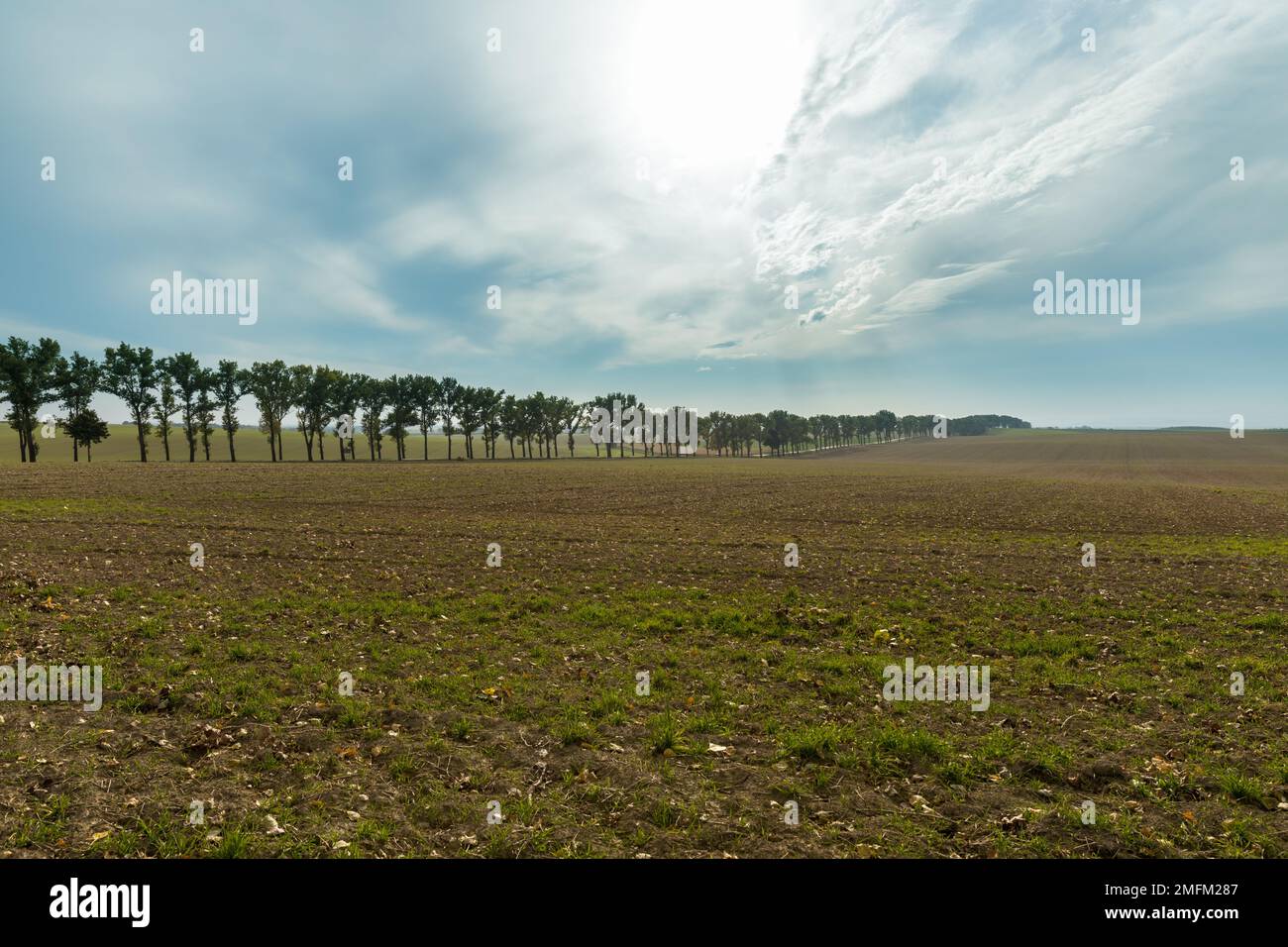 Green field of winter wheat, tall trees growing in a row Stock Photo ...