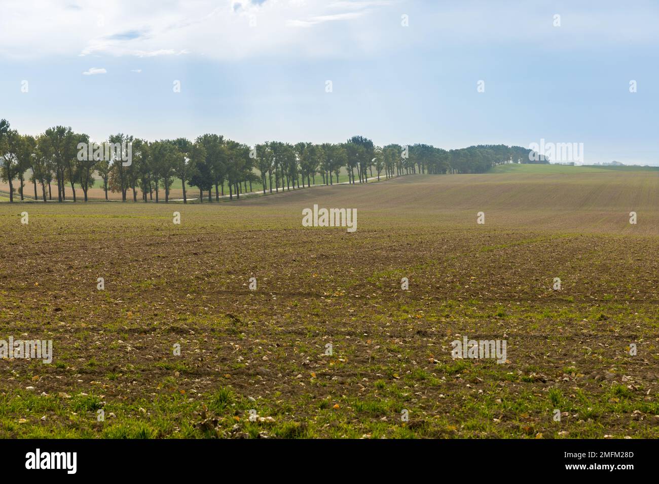 Green field of winter wheat, tall trees growing in a row Stock Photo ...