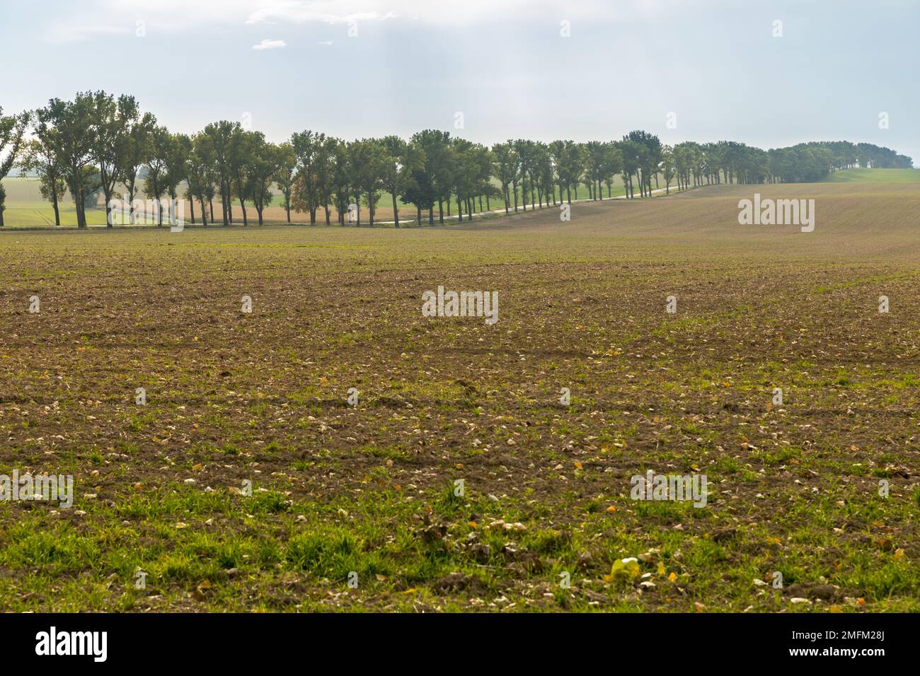 Green field of winter wheat, tall trees growing in a row Stock Photo ...
