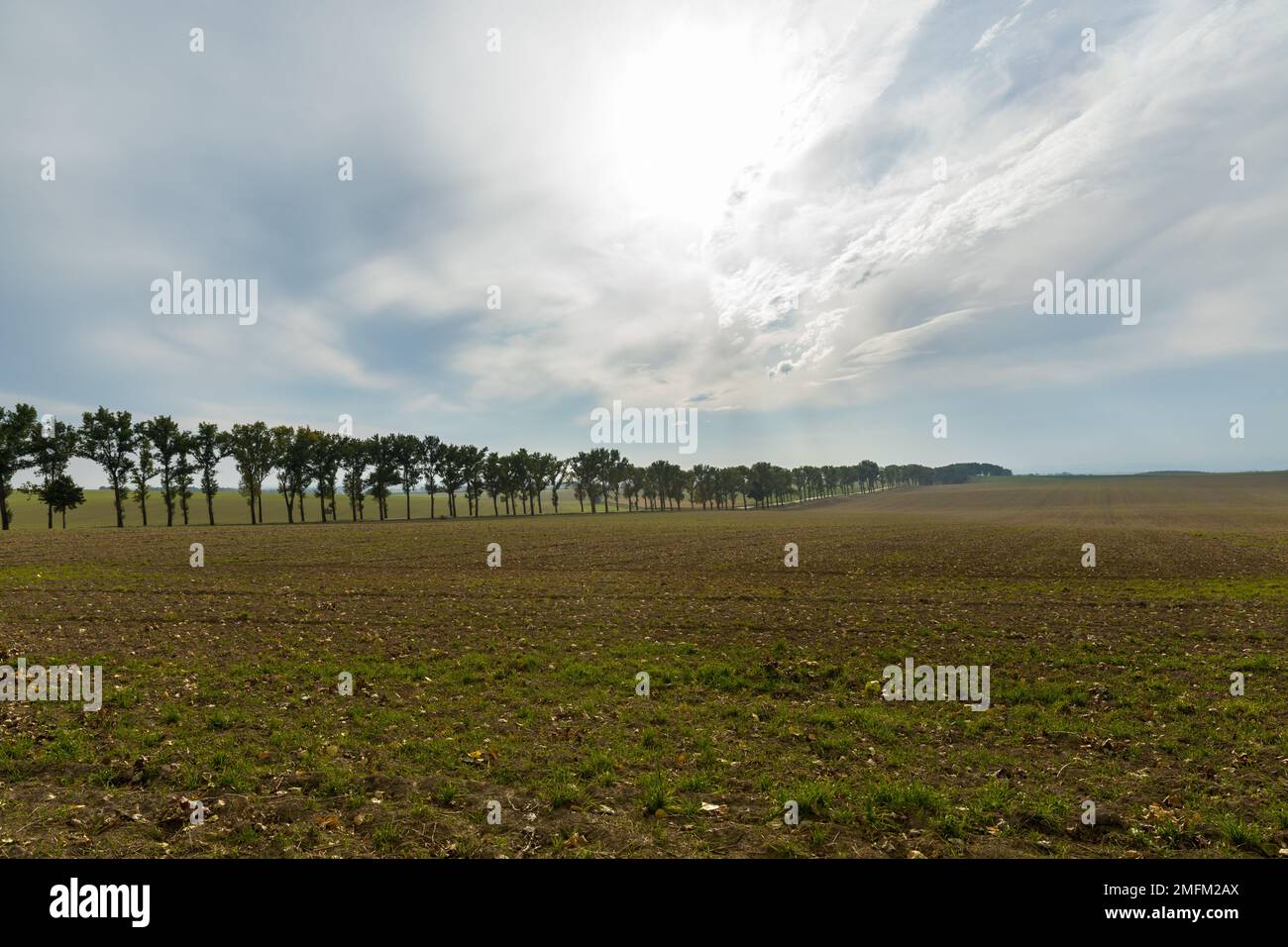 Green field of winter wheat, tall trees growing in a row Stock Photo ...