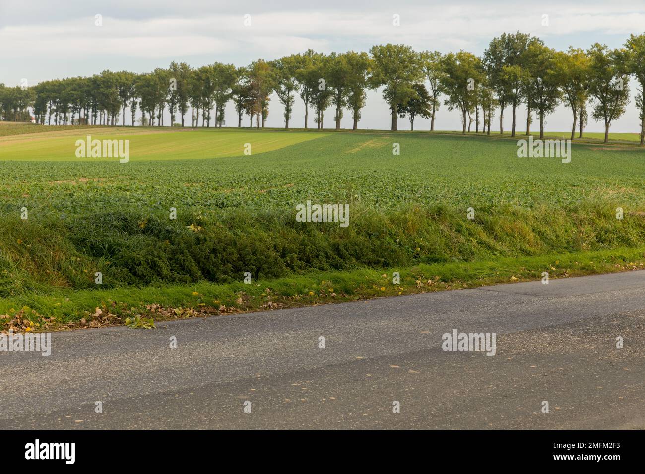 Green field of winter wheat, tall trees growing in a row Stock Photo ...