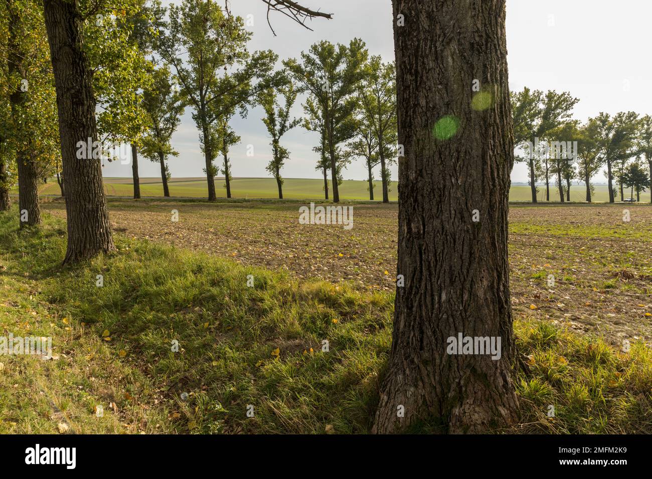 Green field of winter wheat, tall trees growing in a row Stock Photo ...
