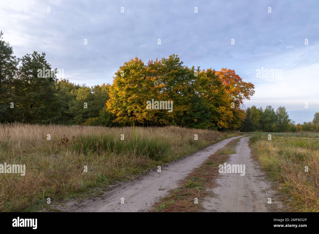 View of bright colorful autumn forest on sunny day. Orange, yellow, red ...