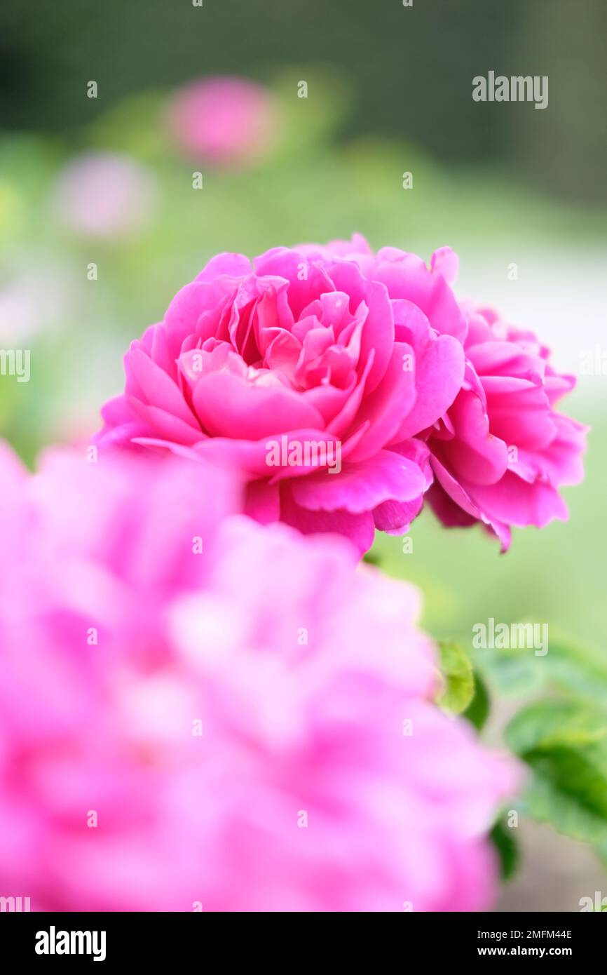 Damask roses flowers hi-res stock photography and images - Alamy
