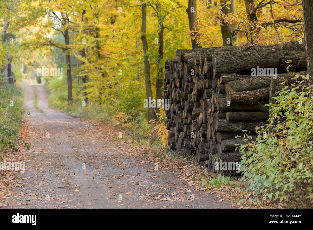 A pile of firewood by the forest road. Wood yard for sale, forest ...