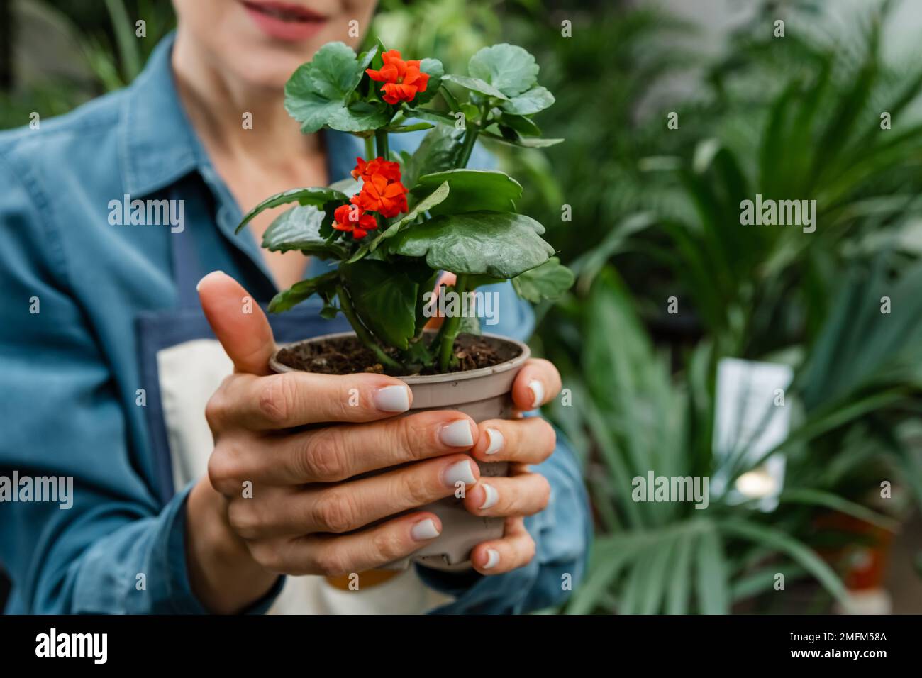 Female hands holding decorative succulent plant in a pot Stock Photo ...