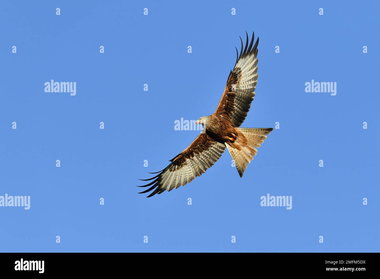 Lerrocks farm hi-res stock photography and images - Alamy