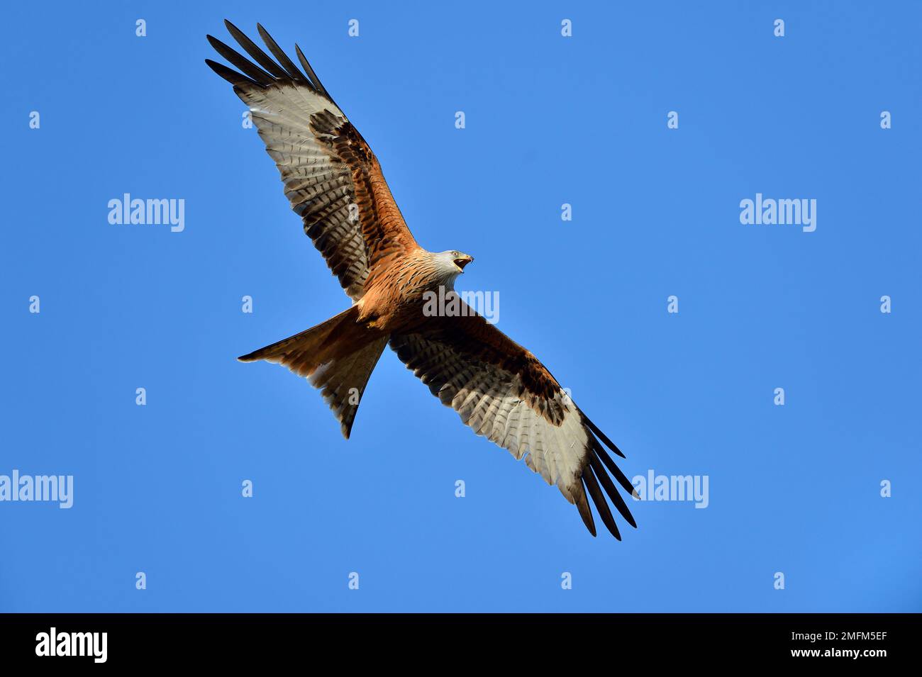 Red Kite (Milvus milvus) flying over the airspace of a red kite feeding ...