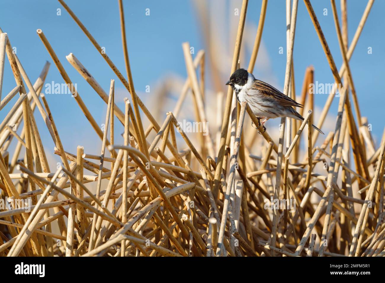 Reed Bunting (Emberiza schoeniclus) male bird perched on stem of common ...