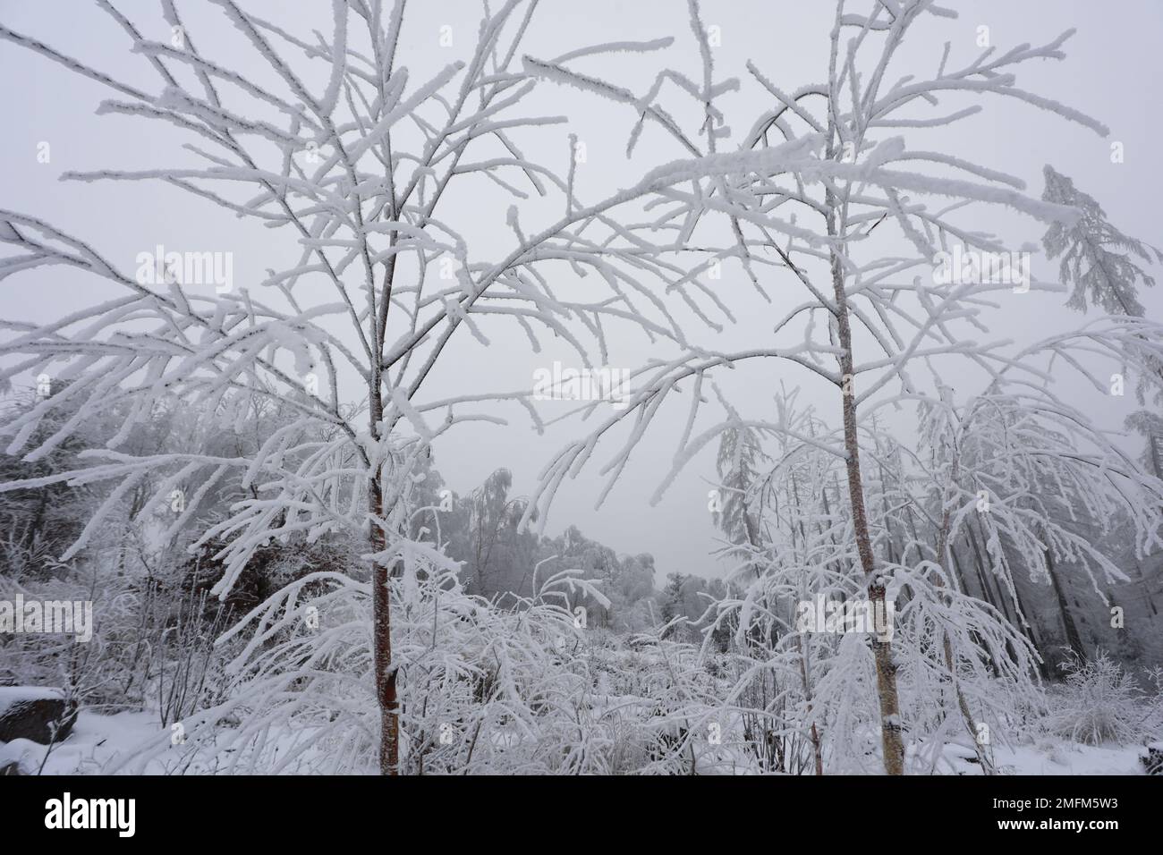 Wernigerode, Germany. 25th Jan, 2023. View of a snow-covered winter ...