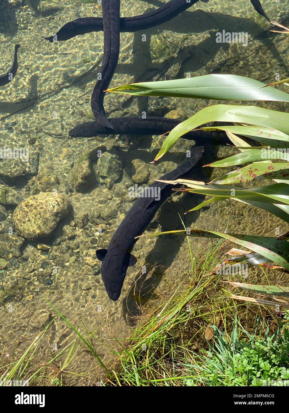 A vertical shot of the Eels fish in the water Stock Photo - Alamy