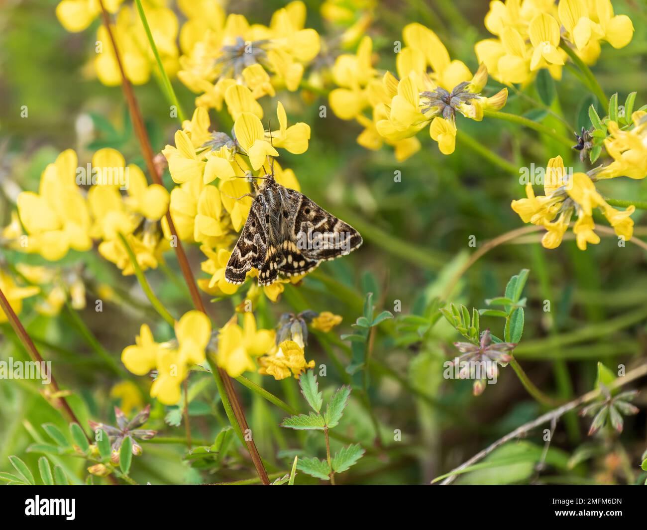 Mother Shipton Moth on Bird's-foot Trefoil Stock Photo - Alamy