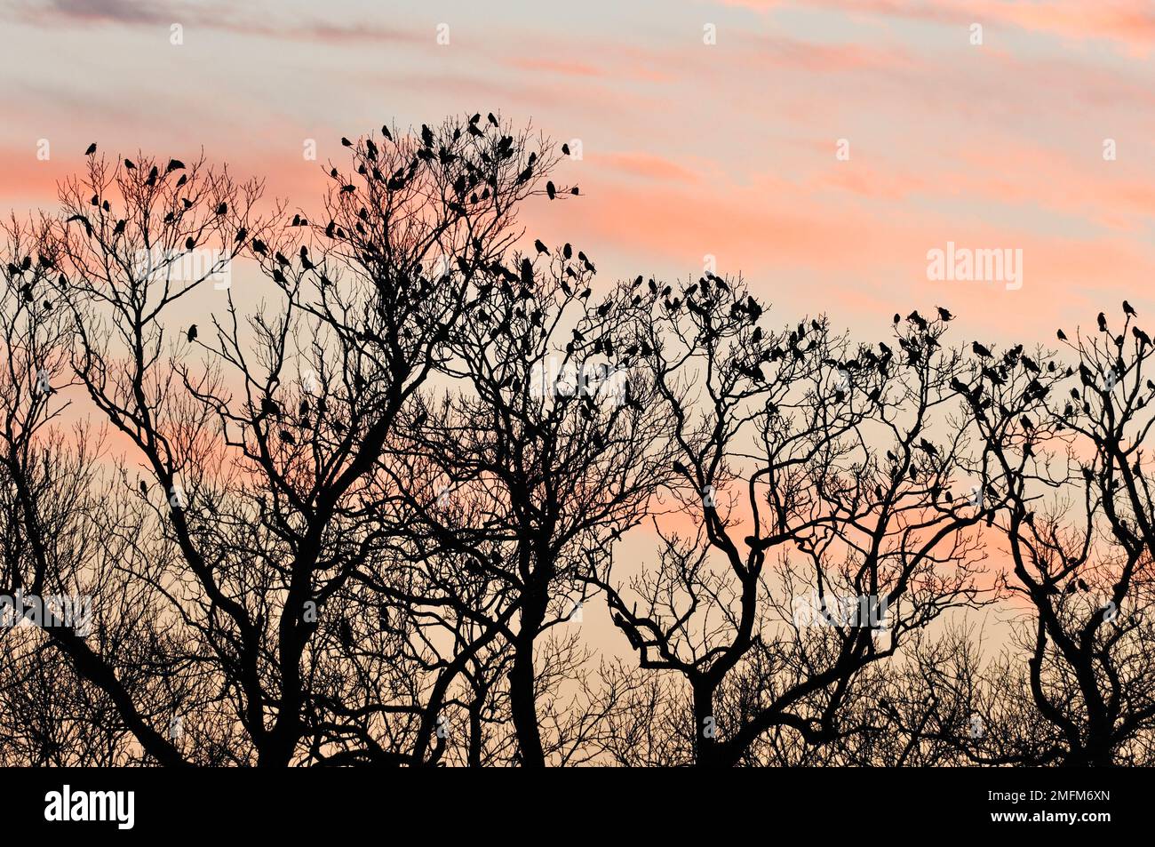 Rook (Corvus frugilegus) mass flock of birds assembled at dusk in trees ...