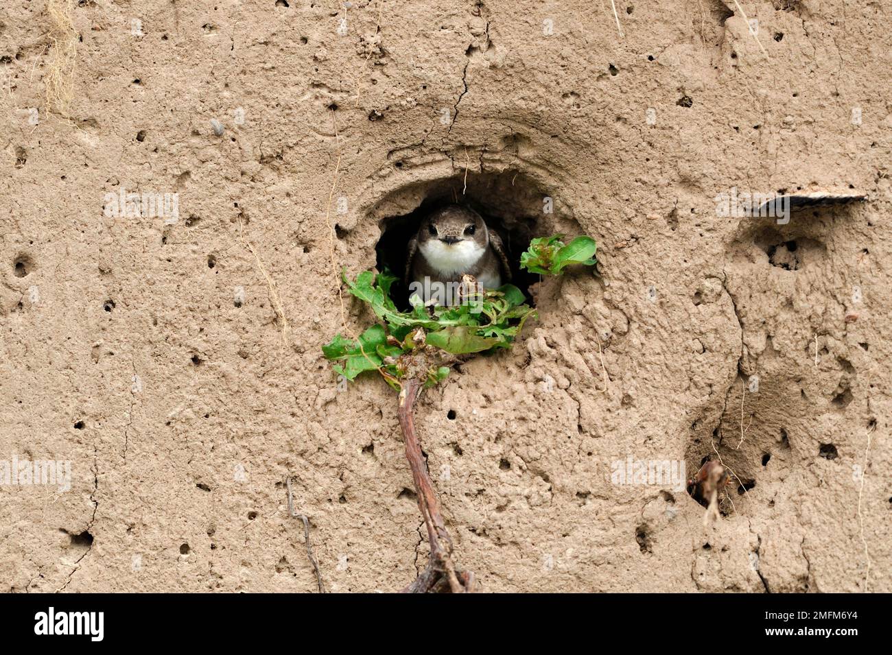 River bank tunnel nest hi-res stock photography and images - Alamy