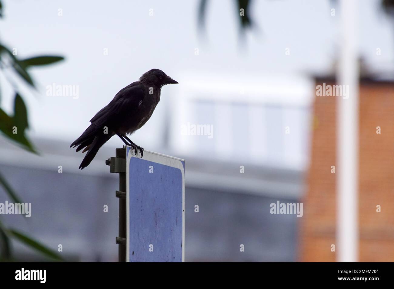 Close up of bird perching on a street sign Stock Photo - Alamy