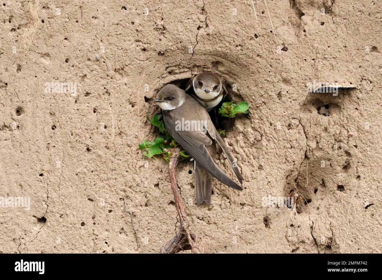 Sand Martin (Riparia riparia) adults prospecting existing nest burrow ...