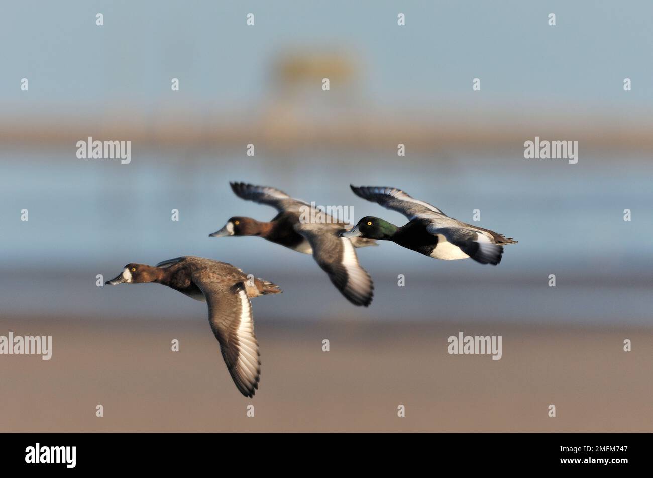 Scaup in flight (Aythya marila) Holy Island / Lindisfarne NNR ...
