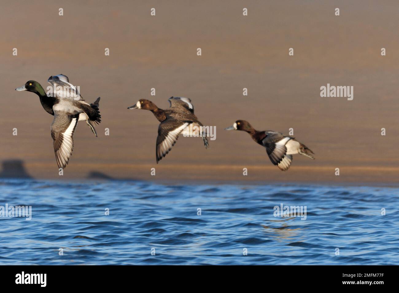 Scaup in flight (Aythya marila) Holy Island / Lindisfarne NNR ...