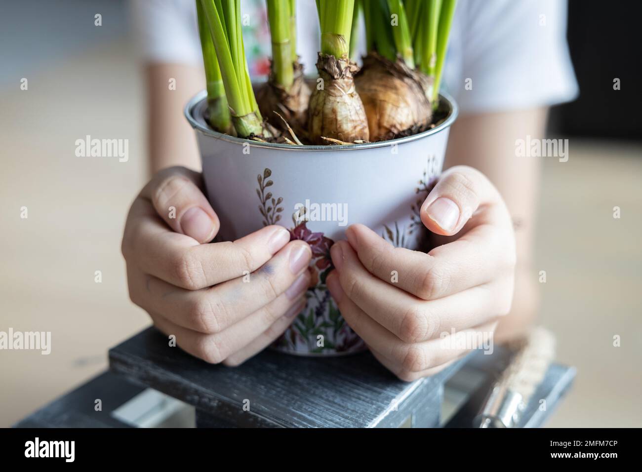 A child holds a bucket with prophetic tubers of flowers in his hands ...