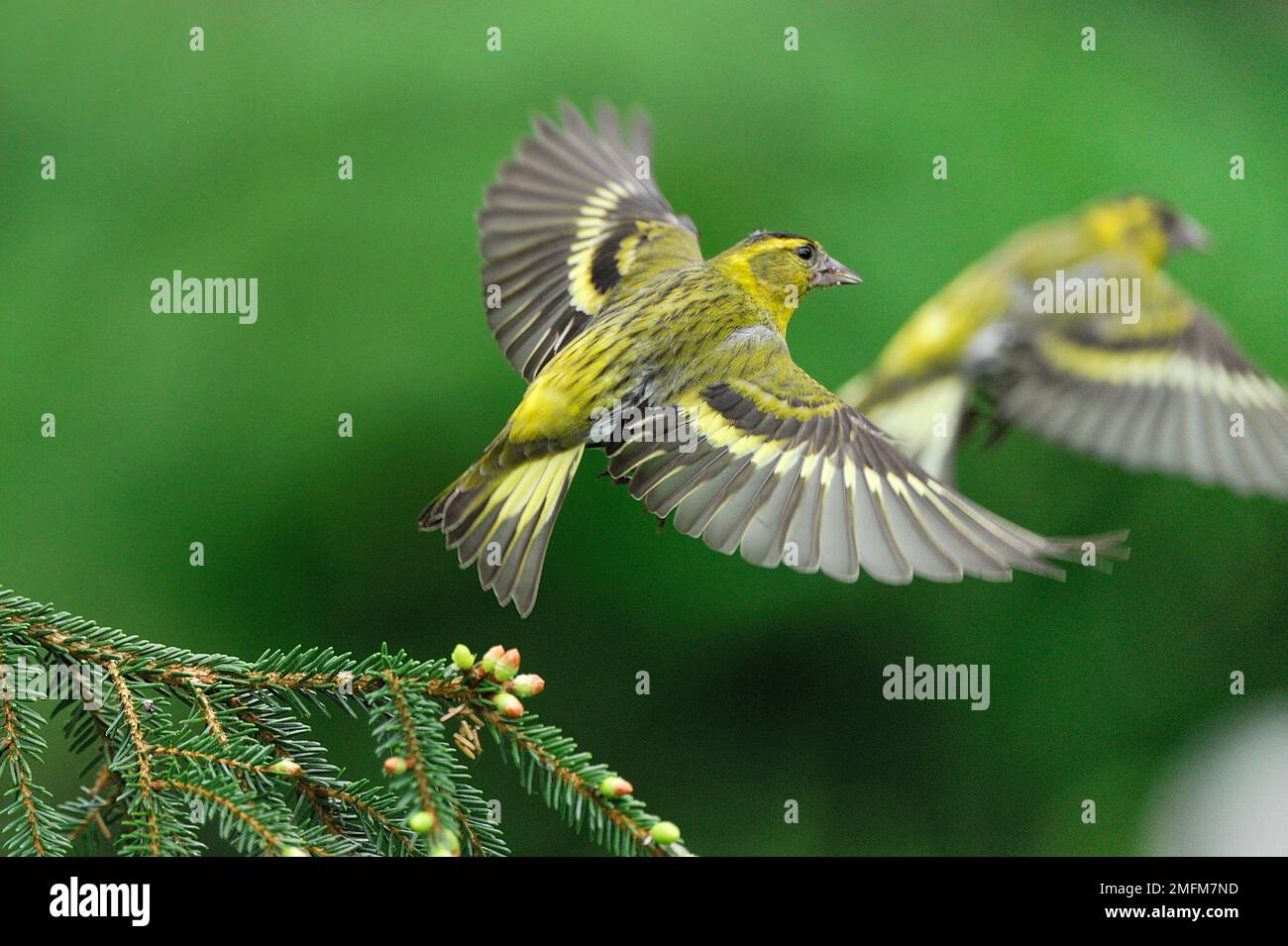 Siskin (Carduelis spinus) male birds taking off from spruce branch in ...