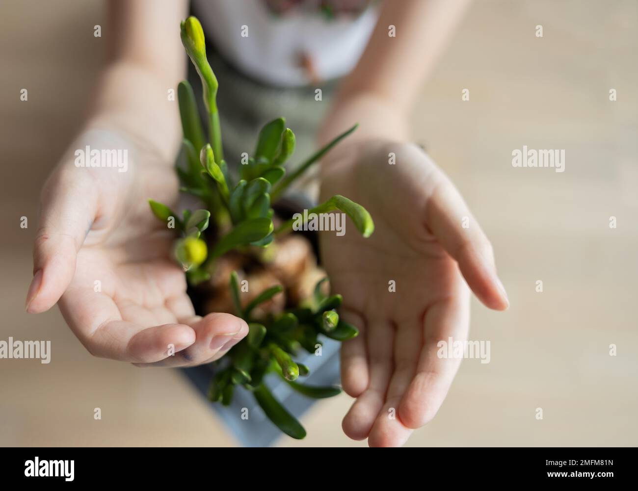 Miracle palms hi-res stock photography and images - Alamy