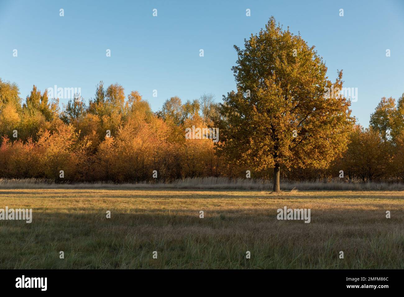Lonely young oak tree in autumn time Stock Photo - Alamy