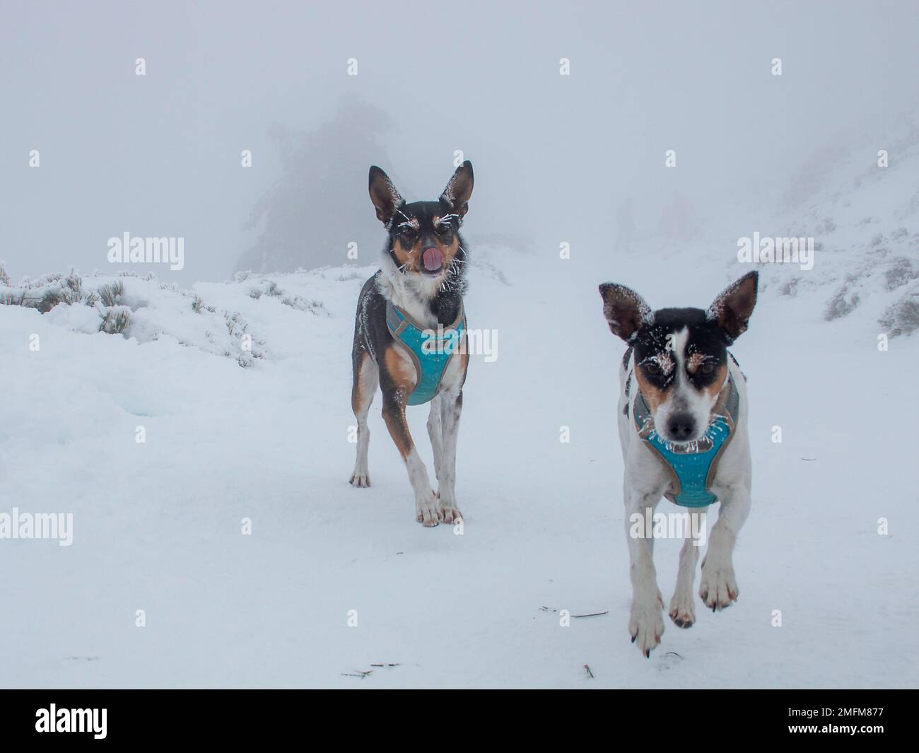 Dogs for a walk on a winter day in the mountains with a lot of snow ...