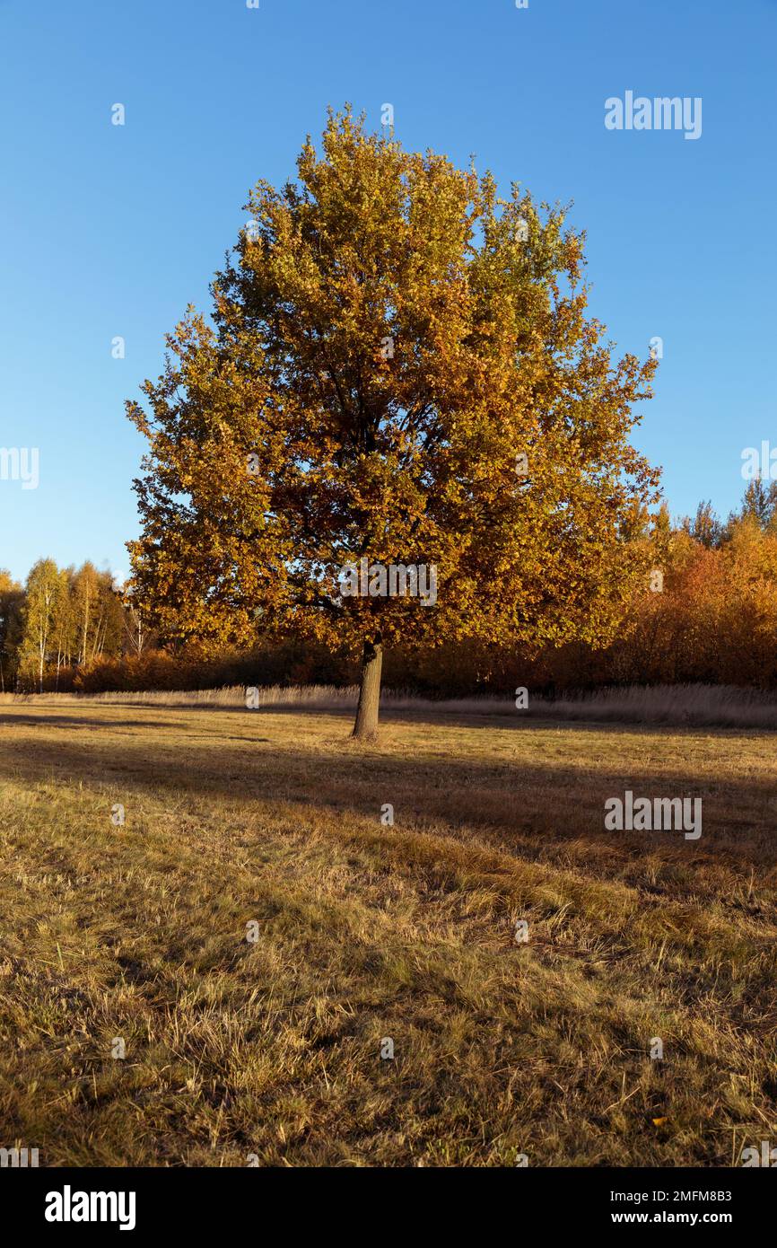 Young oak tree hi-res stock photography and images - Alamy