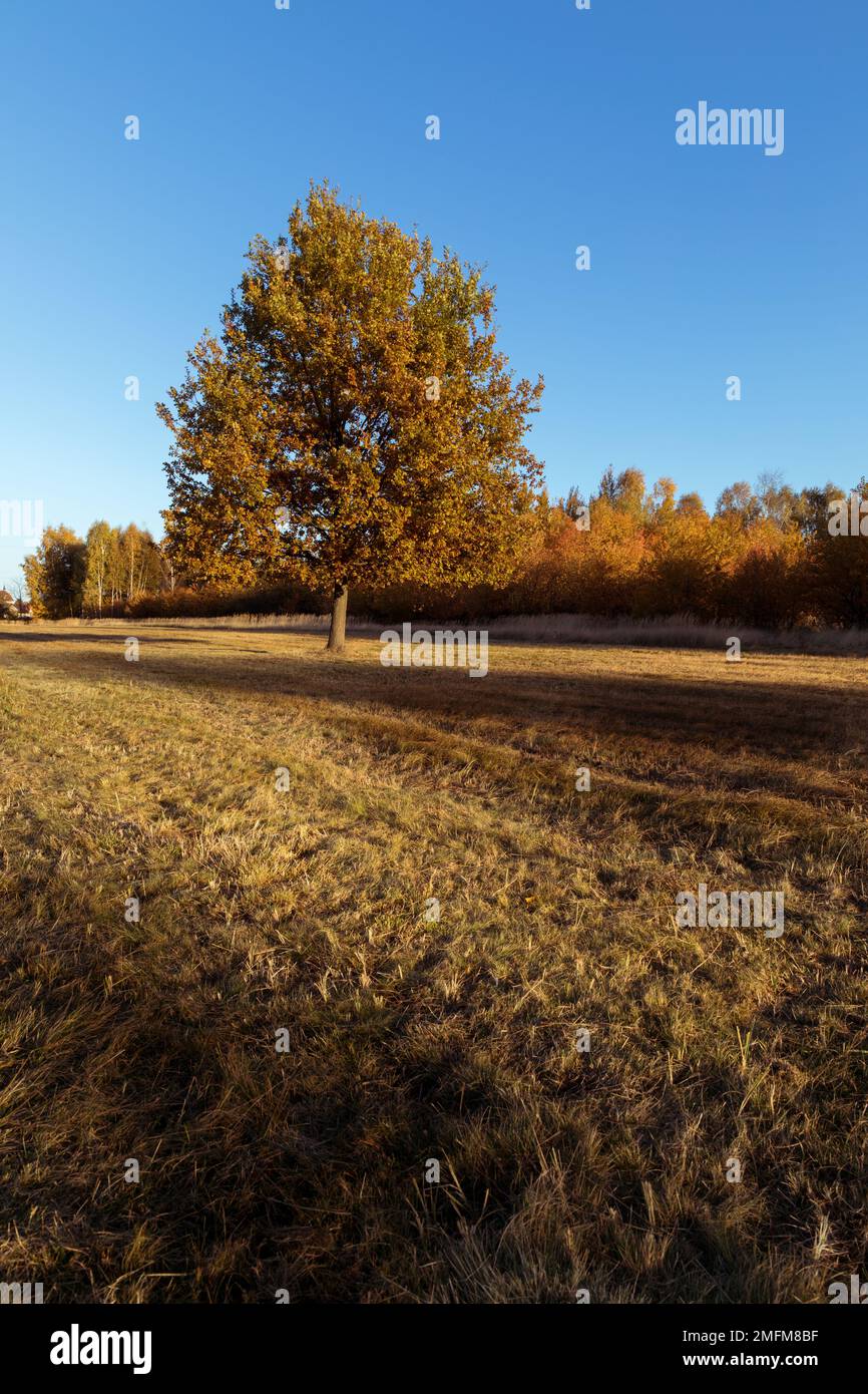 Lonely young oak tree in autumn time Stock Photo - Alamy