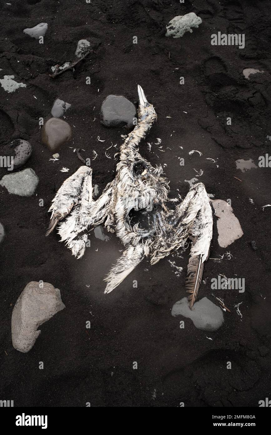 Dead Bird. Frozen Animal Corpse on Black Volcanic Sand Beach. Beautiful ...