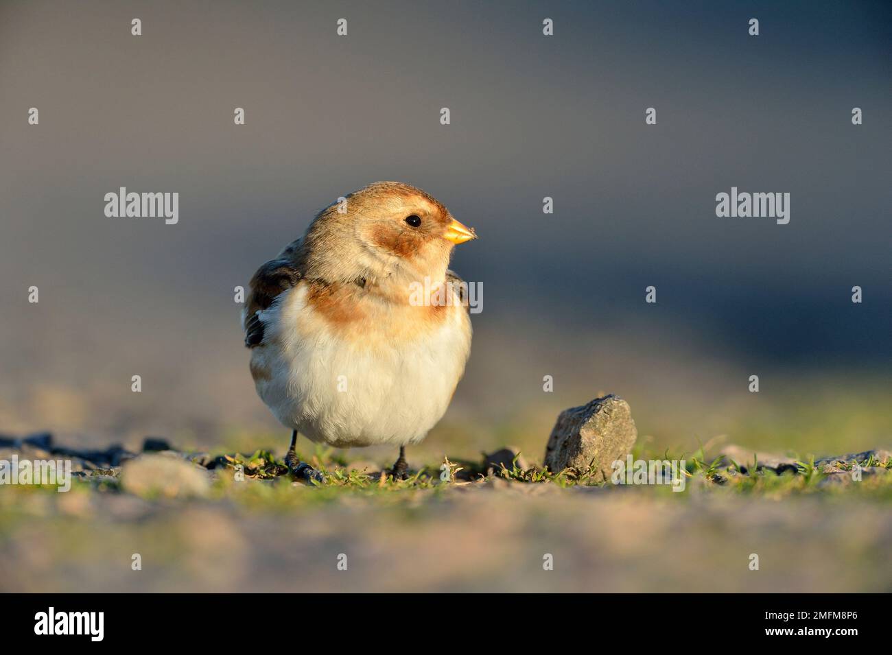 November 2011 animals hi-res stock photography and images - Alamy