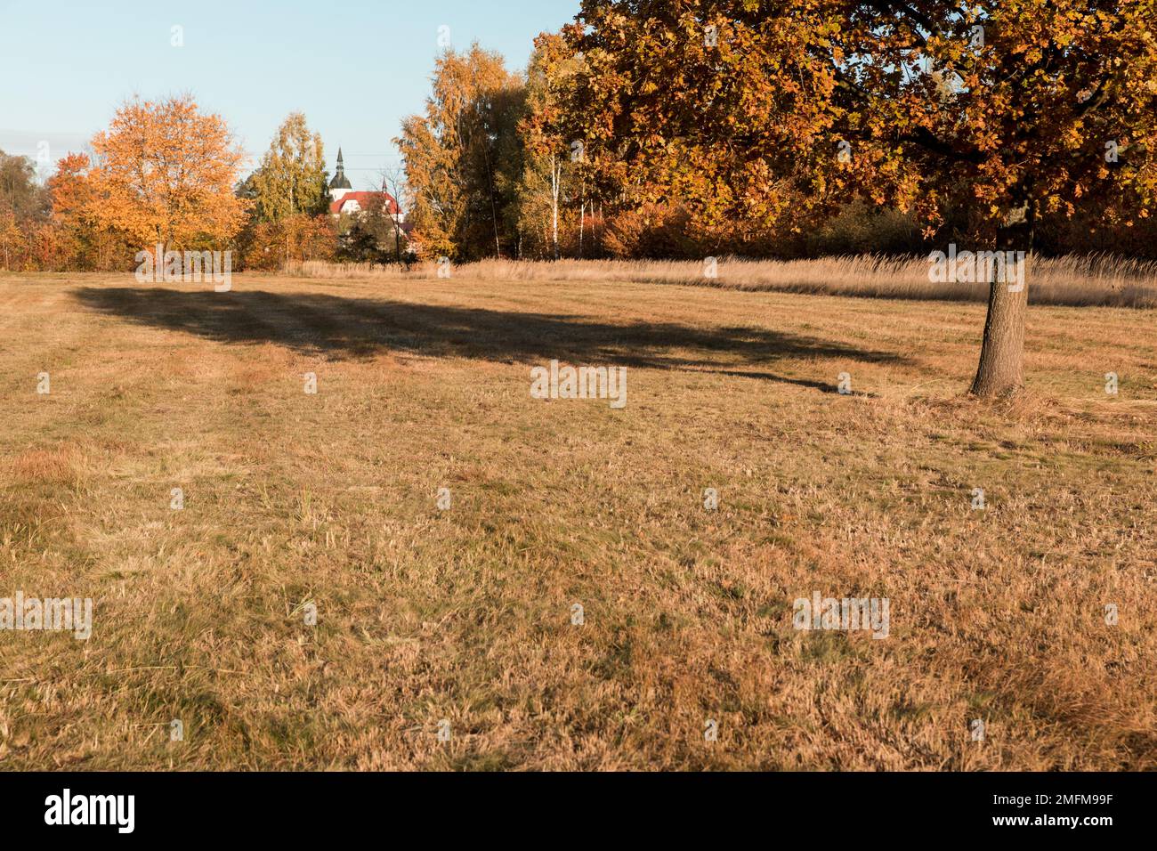 A single tree in a meadow and its shadow falling on the grass. Autumn ...