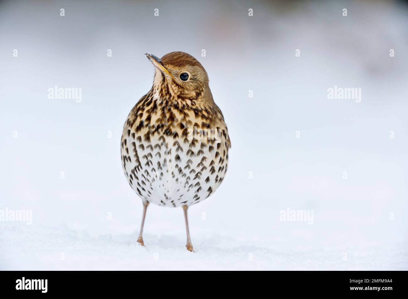 Song Thrush (Turdus philomelos) in snow on garden lawn, Berwickshire ...